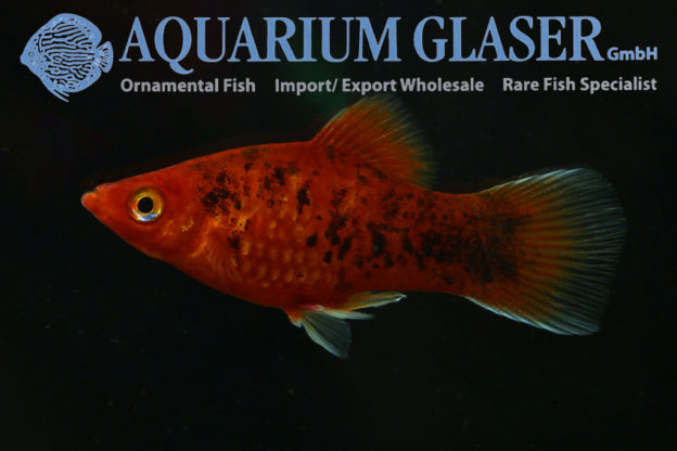 Platy red Berlin or Salt & Pepper or Calico - Aquarium Glaser GmbH
