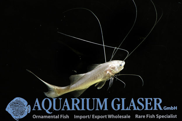 Polynemus paradiseus - Aquarium Glaser GmbH