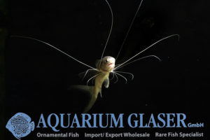 Polynemus paradiseus - Aquarium Glaser GmbH