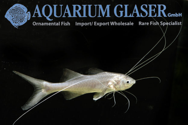 Polynemus - Aquarium Glaser GmbH