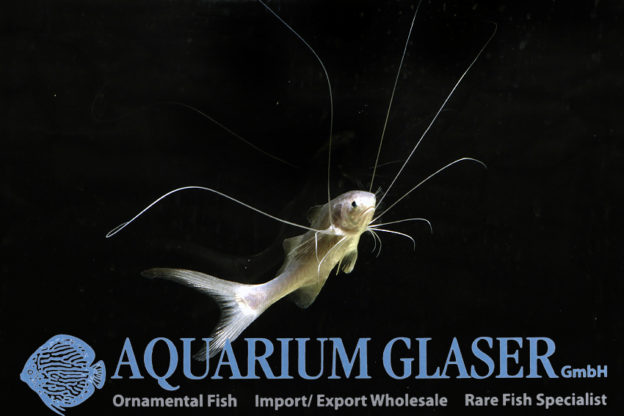 Polynemus paradiseus - Aquarium Glaser GmbH