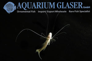 Polynemus paradiseus - Aquarium Glaser GmbH