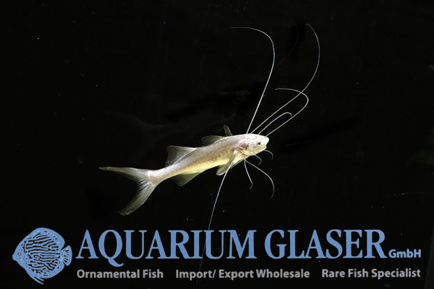 Polynemus - Aquarium Glaser GmbH