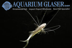 Polynemus paradiseus - Aquarium Glaser GmbH