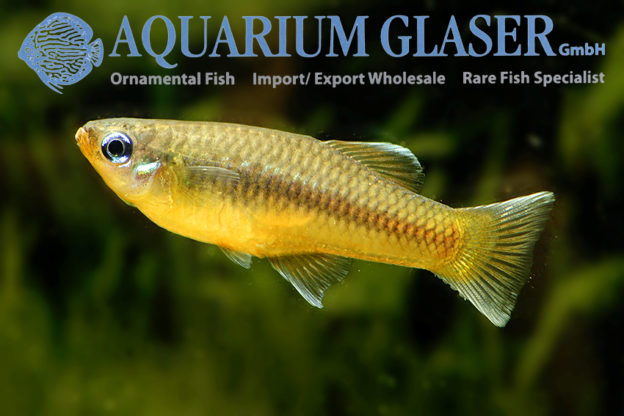 Priapella compressa - Aquarium Glaser GmbH