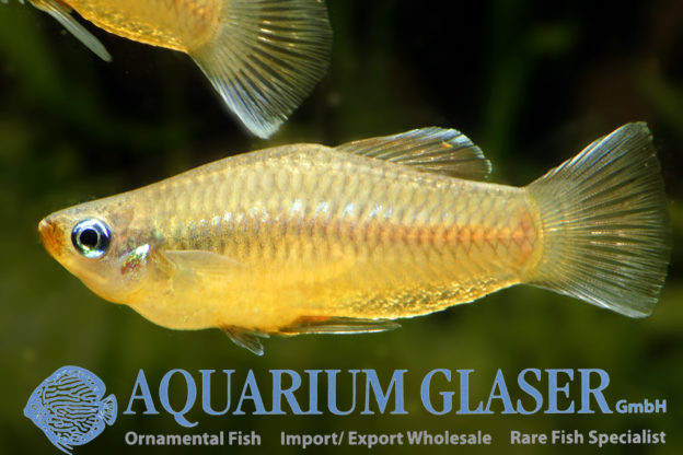 Priapella compressa - Aquarium Glaser GmbH