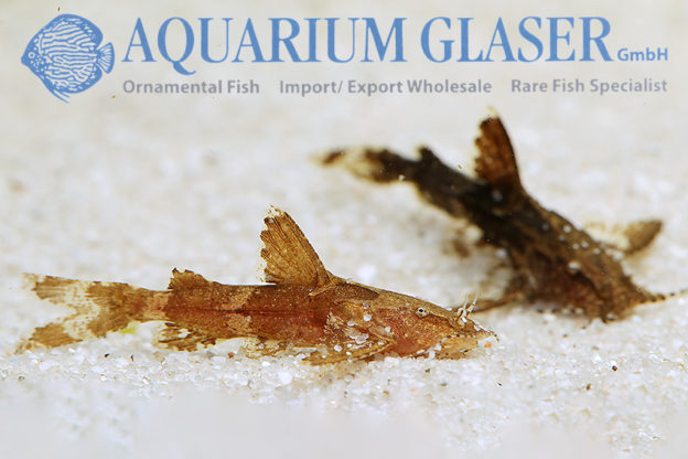 10e. Catfishes from Asia - Aquarium Glaser GmbH