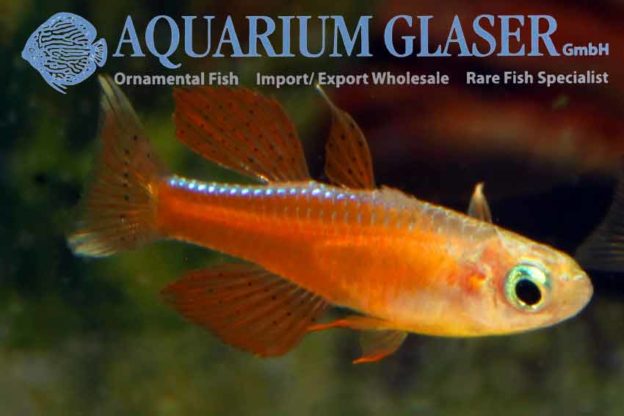 17. Rainbow fishes and Co. - Aquarium Glaser GmbH