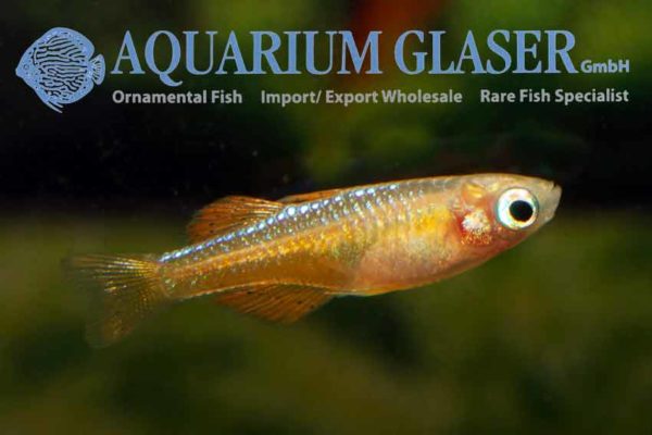 Pseudomugil sp. paskai Red-Neon has been described scientifically ...
