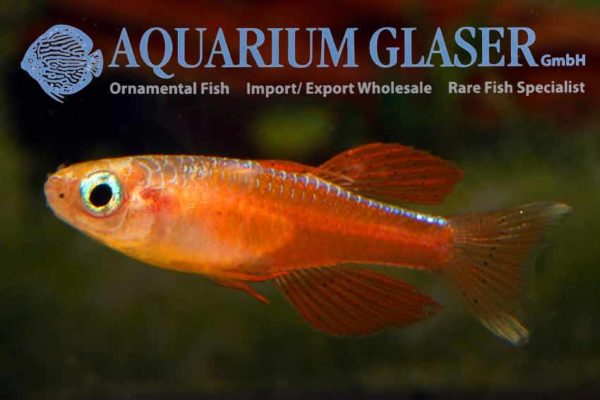 Pseudomugil sp. paskai Red-Neon has been described scientifically ...