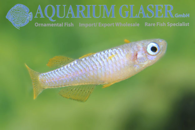 Pseudomugil luminatus „Blue“ - Aquarium Glaser GmbH