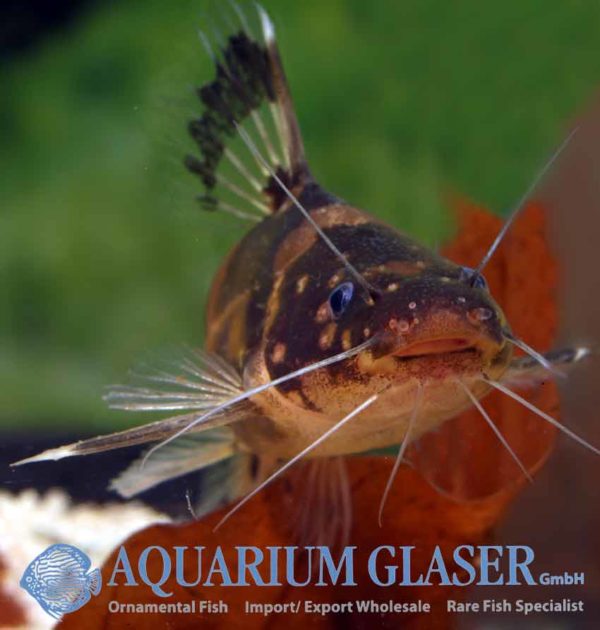 10e. Catfishes from Asia - Aquarium Glaser GmbH