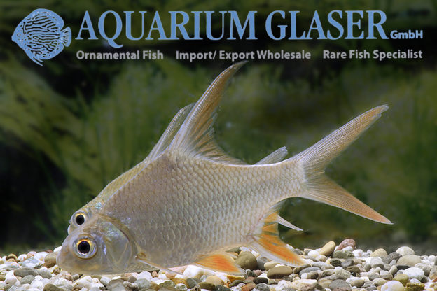 Puntioplites falcifer - Aquarium Glaser GmbH