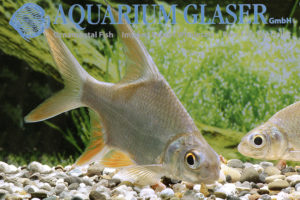 Puntioplites falcifer - Aquarium Glaser GmbH