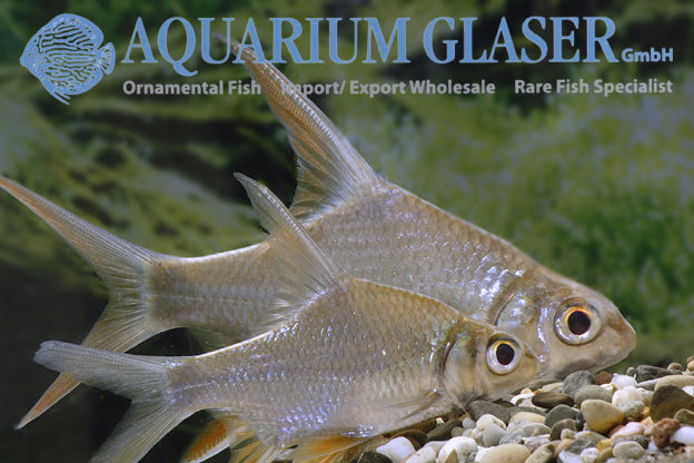 Puntioplites falcifer - Aquarium Glaser GmbH