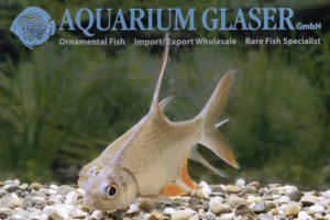 Puntioplites falcifer - Aquarium Glaser GmbH