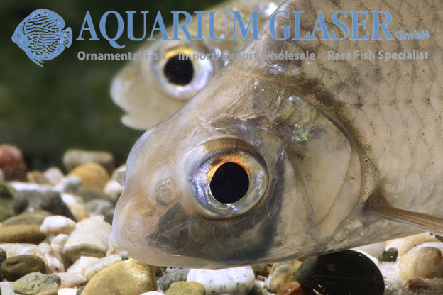 Puntioplites falcifer - Aquarium Glaser GmbH