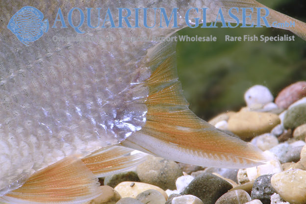 Puntioplites falcifer - Aquarium Glaser GmbH