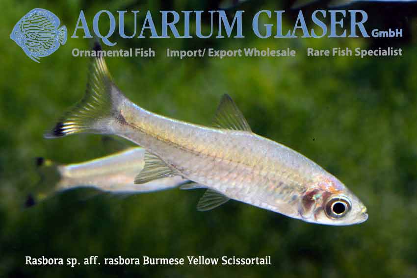 Rasbora sp. Burmese Yellow Scissortail - Aquarium Glaser GmbH