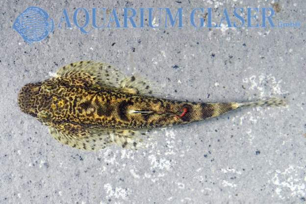 cheni - Aquarium Glaser GmbH