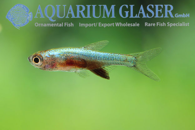 Sundadanio cf. axelrodi Blue ( = Rasbora sp. aff. axelrodi BLUE ...