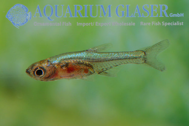 Sundadanio cf. axelrodi Blue ( = Rasbora sp. aff. axelrodi BLUE ...