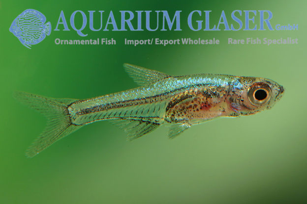 Sundadanio cf. axelrodi Blue ( = Rasbora sp. aff. axelrodi BLUE ...