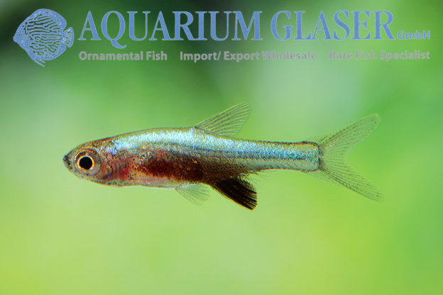 Sundadanio cf. axelrodi Blue ( = Rasbora sp. aff. axelrodi BLUE ...