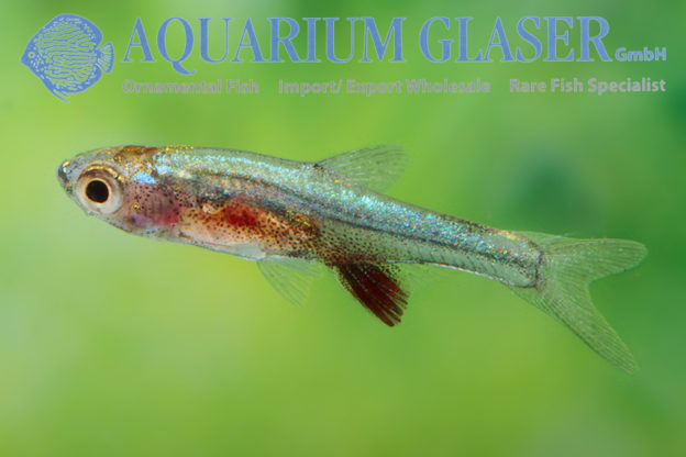 Sundadanio cf. axelrodi Blue ( = Rasbora sp. aff. axelrodi BLUE ...