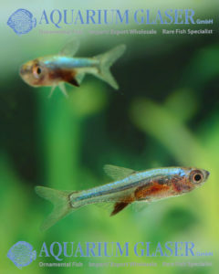 Sundadanio cf. axelrodi Blue ( = Rasbora sp. aff. axelrodi BLUE ...