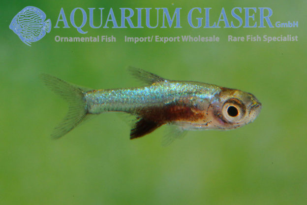 Sundadanio cf. axelrodi Blue ( = Rasbora sp. aff. axelrodi BLUE ...