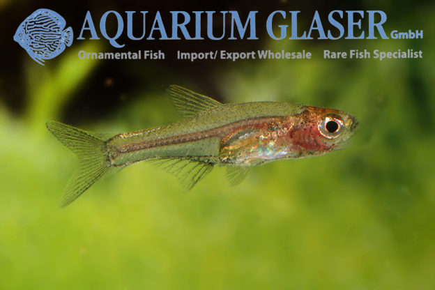 Sundadanio retiarius - Aquarium Glaser GmbH