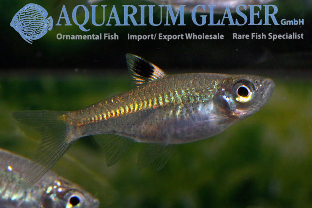 Brevibora dorsiocellata - Aquarium Glaser GmbH