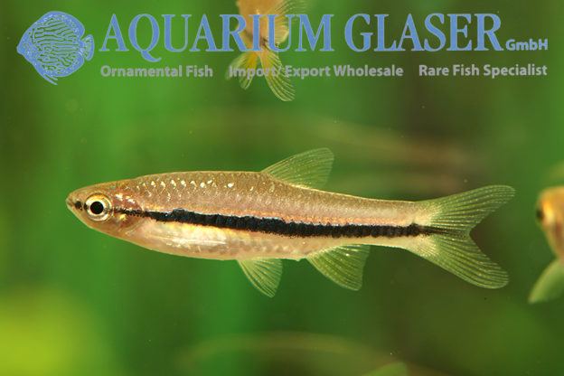 Rasbora einthovenii - Aquarium Glaser GmbH