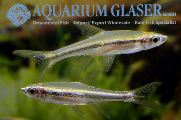Trigonopoma gracile (= Rasbora taeniata) - Aquarium Glaser GmbH