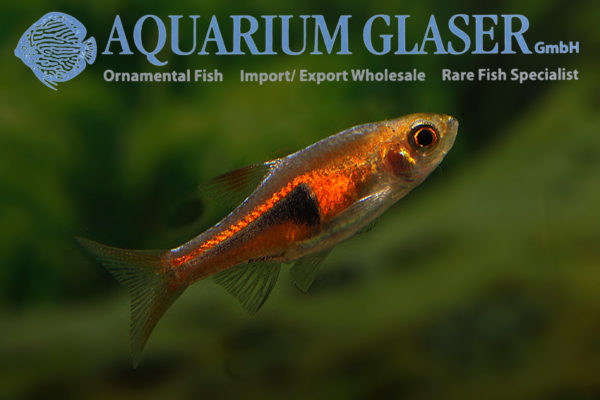 08. Carp like fishes (2): Barbs, minnows, carps, goldfish etc. - Page 2 ...