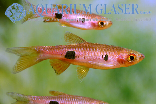 Fish Archive - Aquarium Glaser GmbH