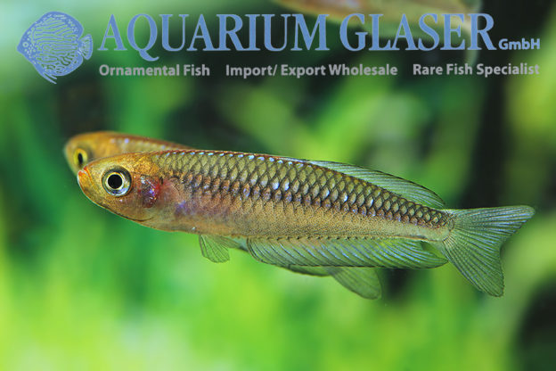 Rhadinocentrus ornatus - Aquarium Glaser GmbH