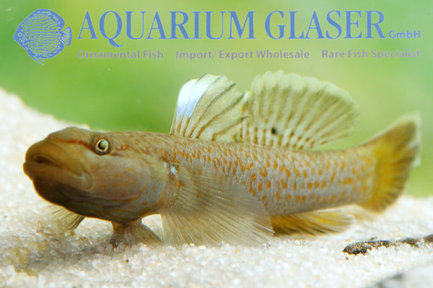 Rhinogobius shennongensis - Aquarium Glaser GmbH