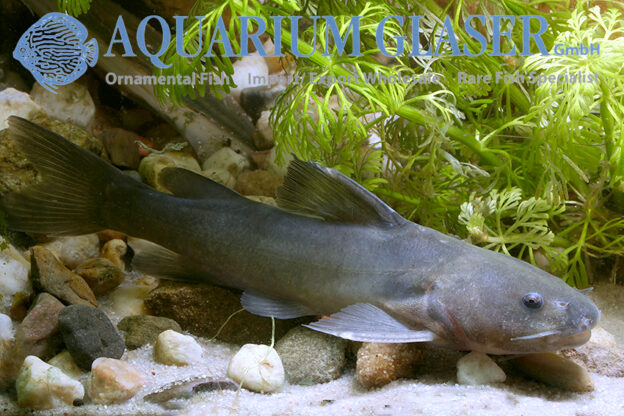 Rita rita - Aquarium Glaser GmbH