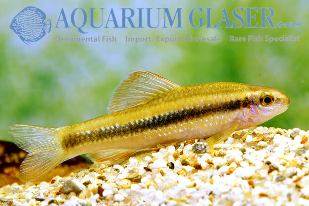 Sarcocheilichthys parvus - Aquarium Glaser GmbH
