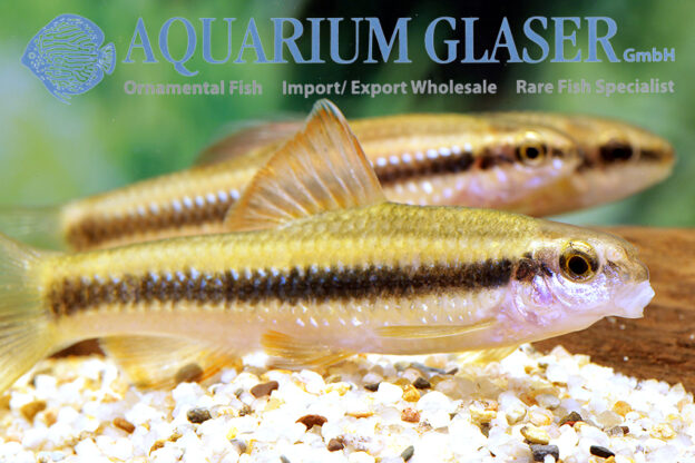 Sarcocheilichthys parvus - Aquarium Glaser GmbH