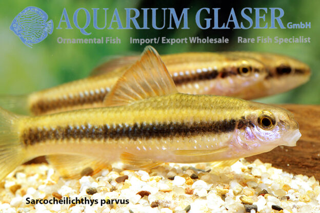 Sarcocheilichthys parvus - Aquarium Glaser GmbH
