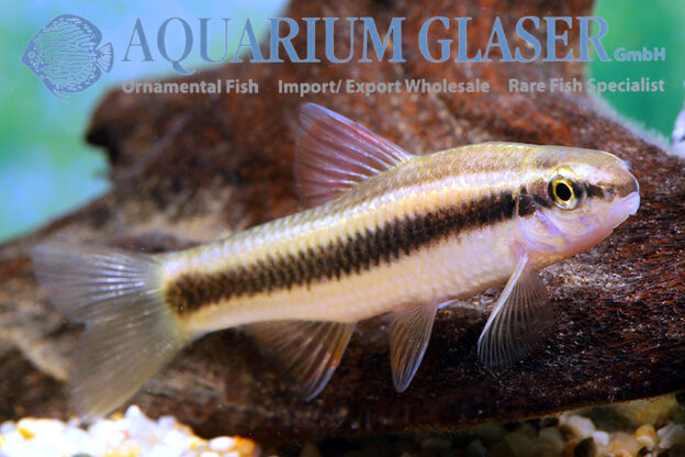 Sarcocheilichthys parvus - Aquarium Glaser GmbH
