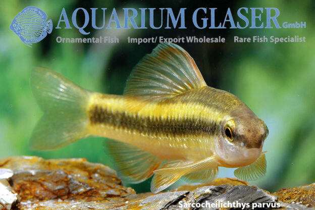 Sarcocheilichthys parvus - Aquarium Glaser GmbH
