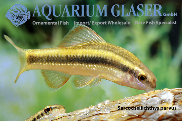 Sarcocheilichthys parvus - Aquarium Glaser GmbH