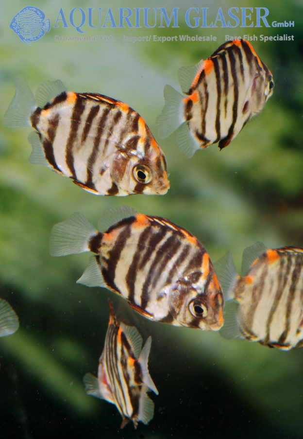Scatophagus argus - Aquarium Glaser GmbH