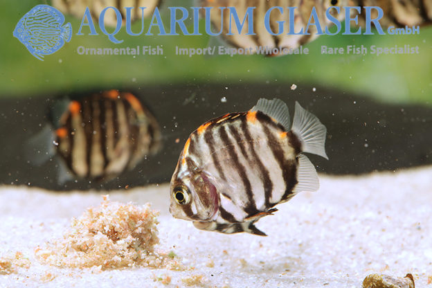 Scatophagus argus - Aquarium Glaser GmbH