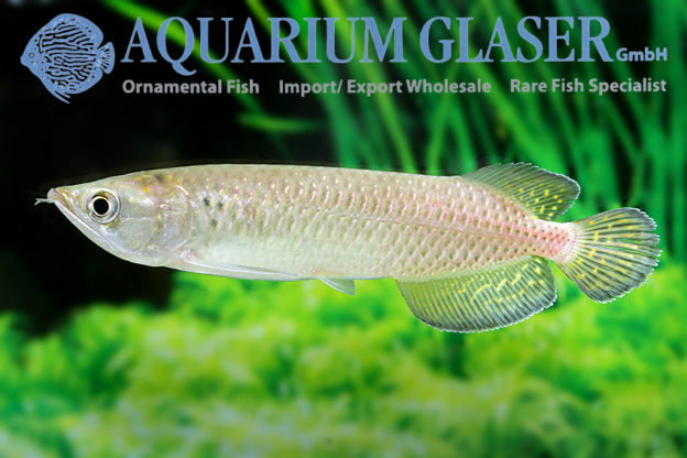 Scleropages jardinii - Aquarium Glaser GmbH