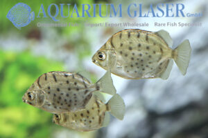 Selenotoca multifasciata (S. papuensis) - Aquarium Glaser GmbH